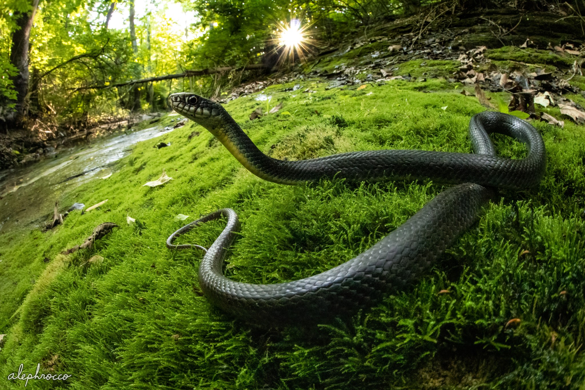 Eastern Yellow-Bellied Racer – ALEPHROCCO