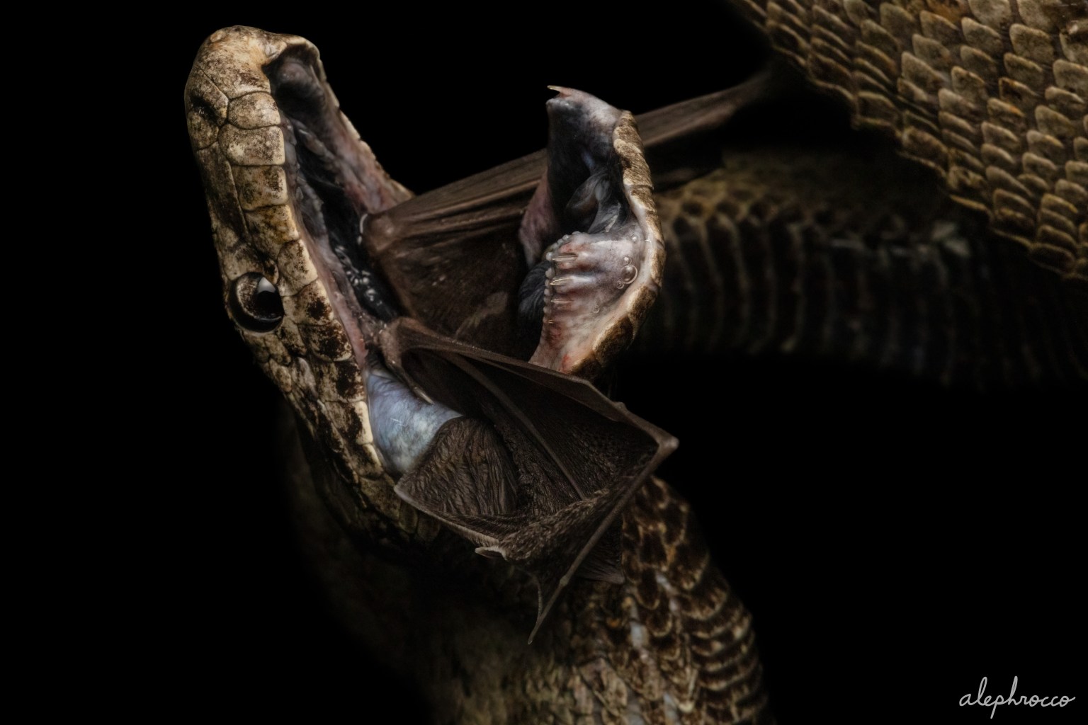 Cueva de los Culebrones – ALEPHROCCO