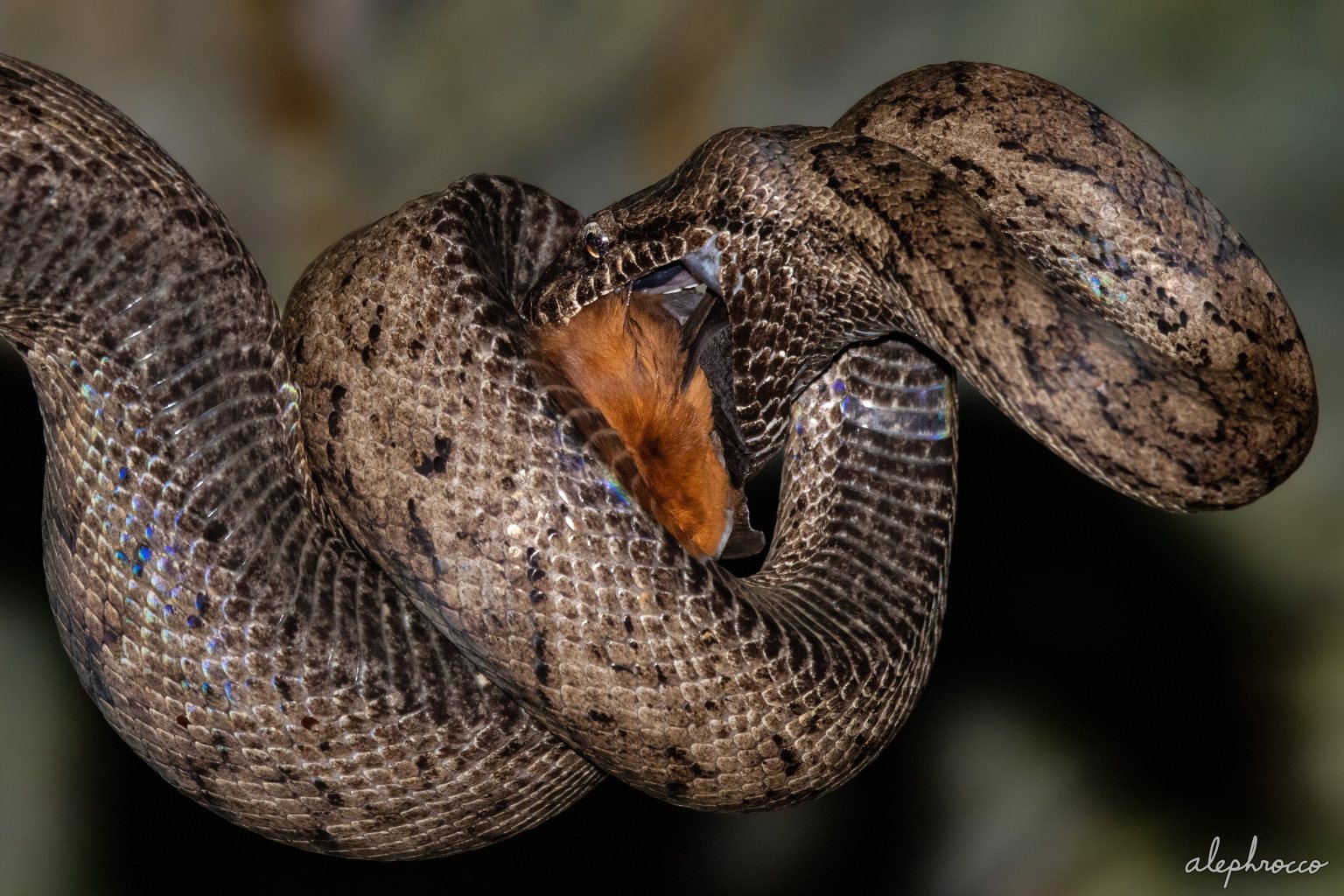 Cueva de los Culebrones – ALEPHROCCO