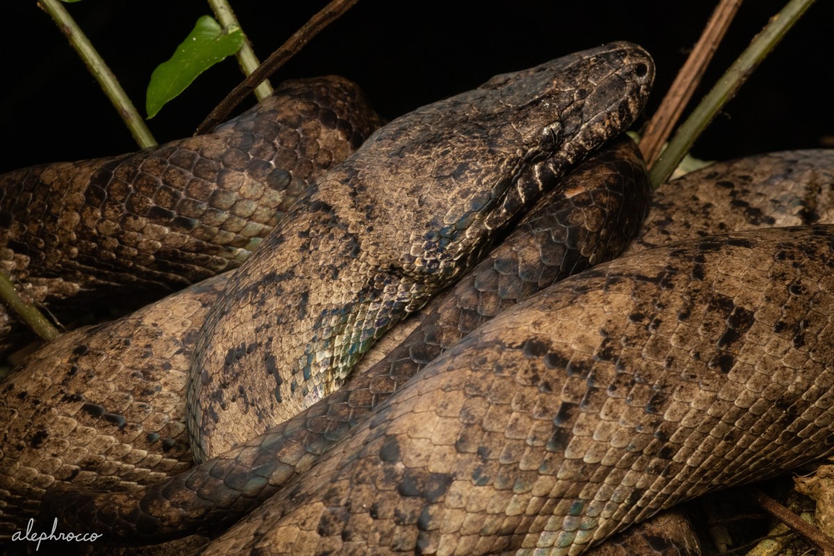 Cueva de los Culebrones – ALEPHROCCO