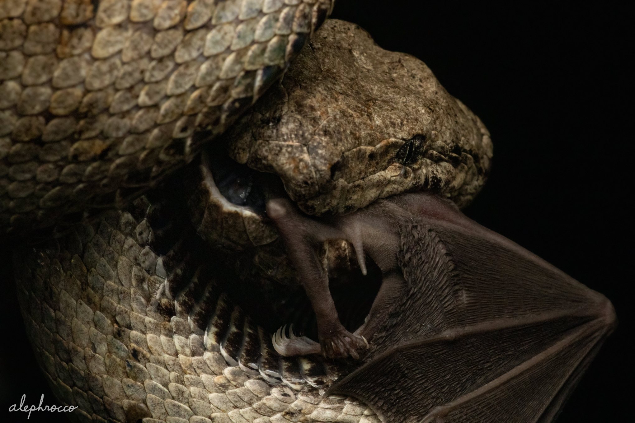 Cueva de los Culebrones – ALEPHROCCO
