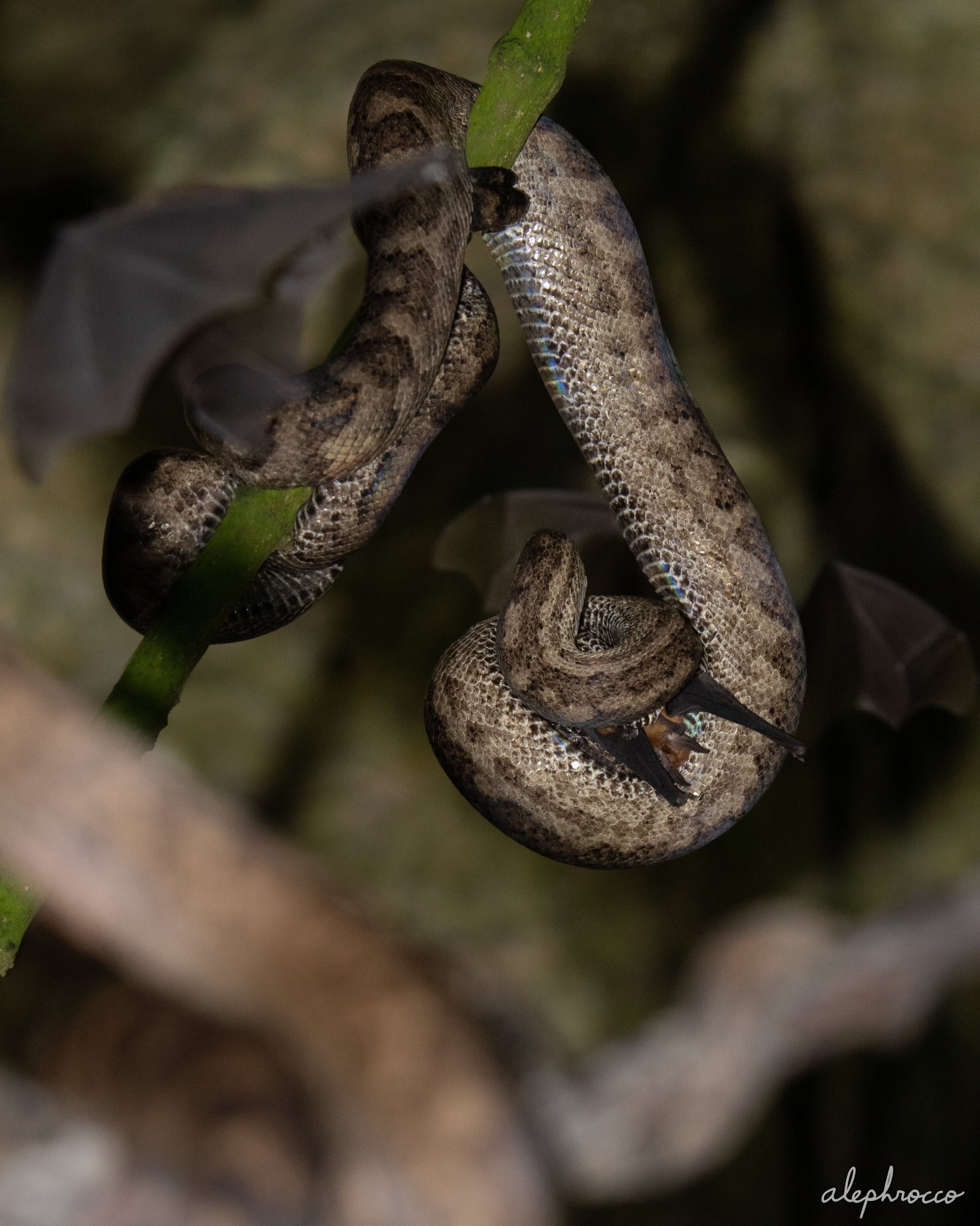 Cueva de los Culebrones – ALEPHROCCO