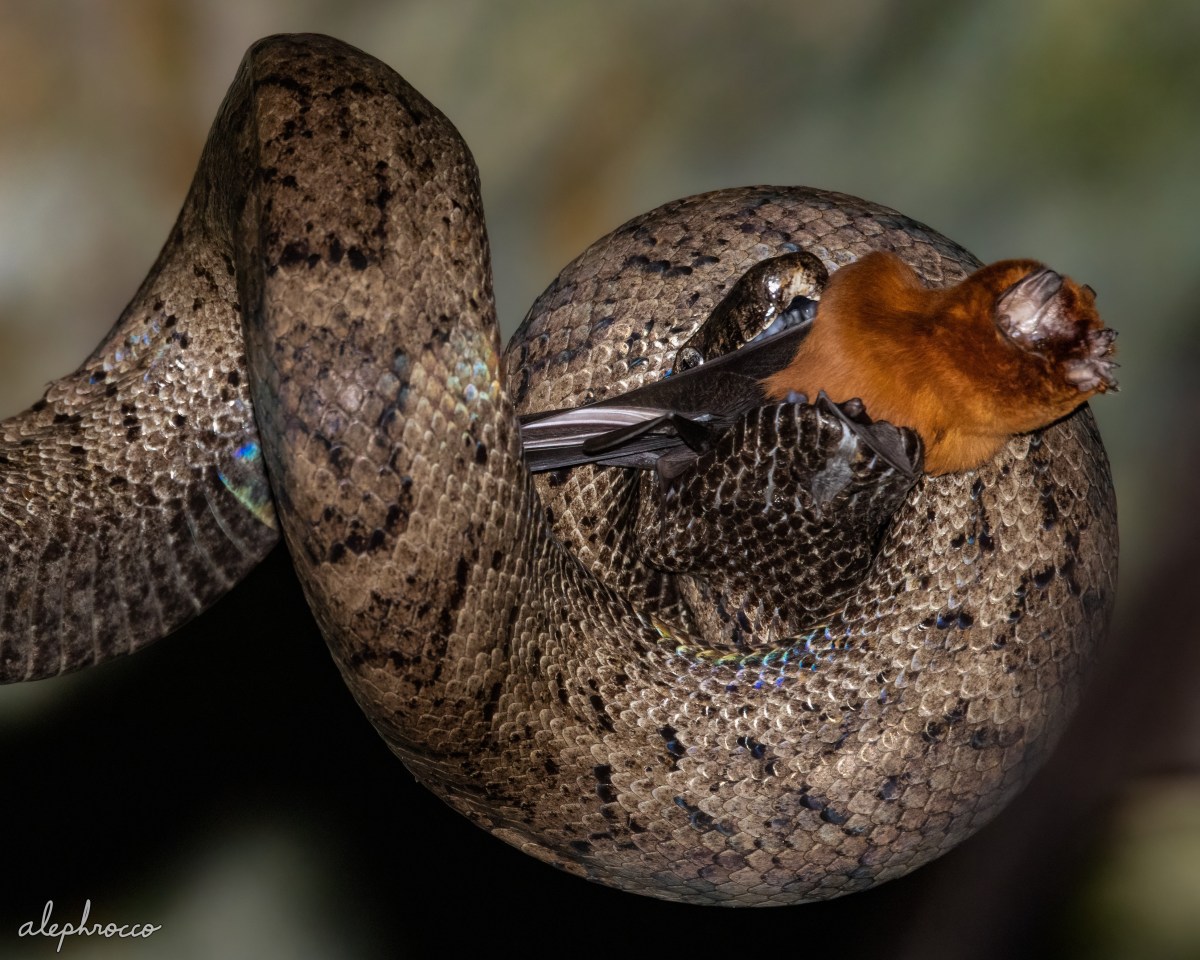 Cueva de los Culebrones – ALEPHROCCO